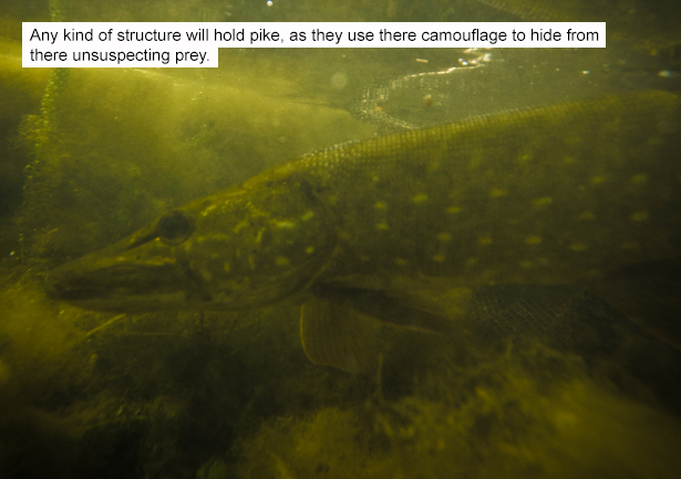 10 Steps To Catching Pike