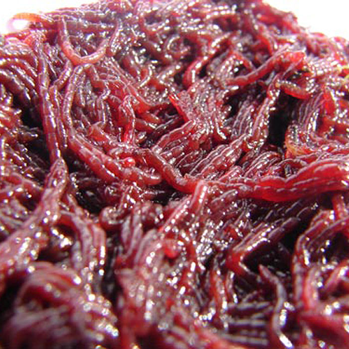 CC Moore Frozen Bloodworm | Top Bait for Big Catches
