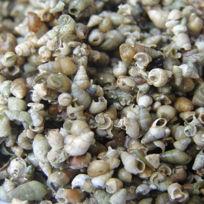 CC Moore Frozen Water Snails | Angling Direct