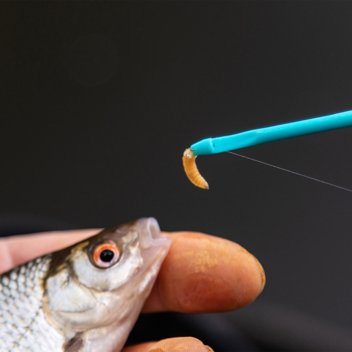 Drennan Specimen Disgorger Aqua