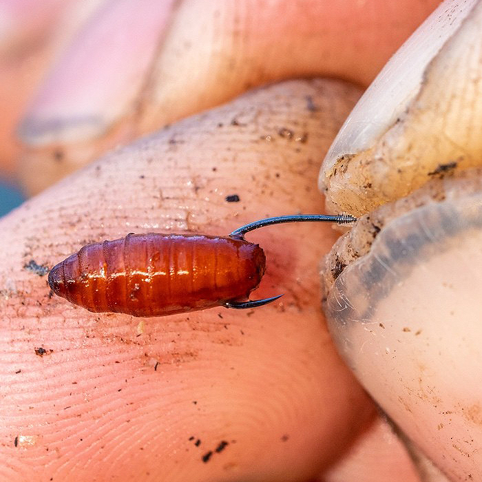 Guru Kuranku Barbed Fishing Hook