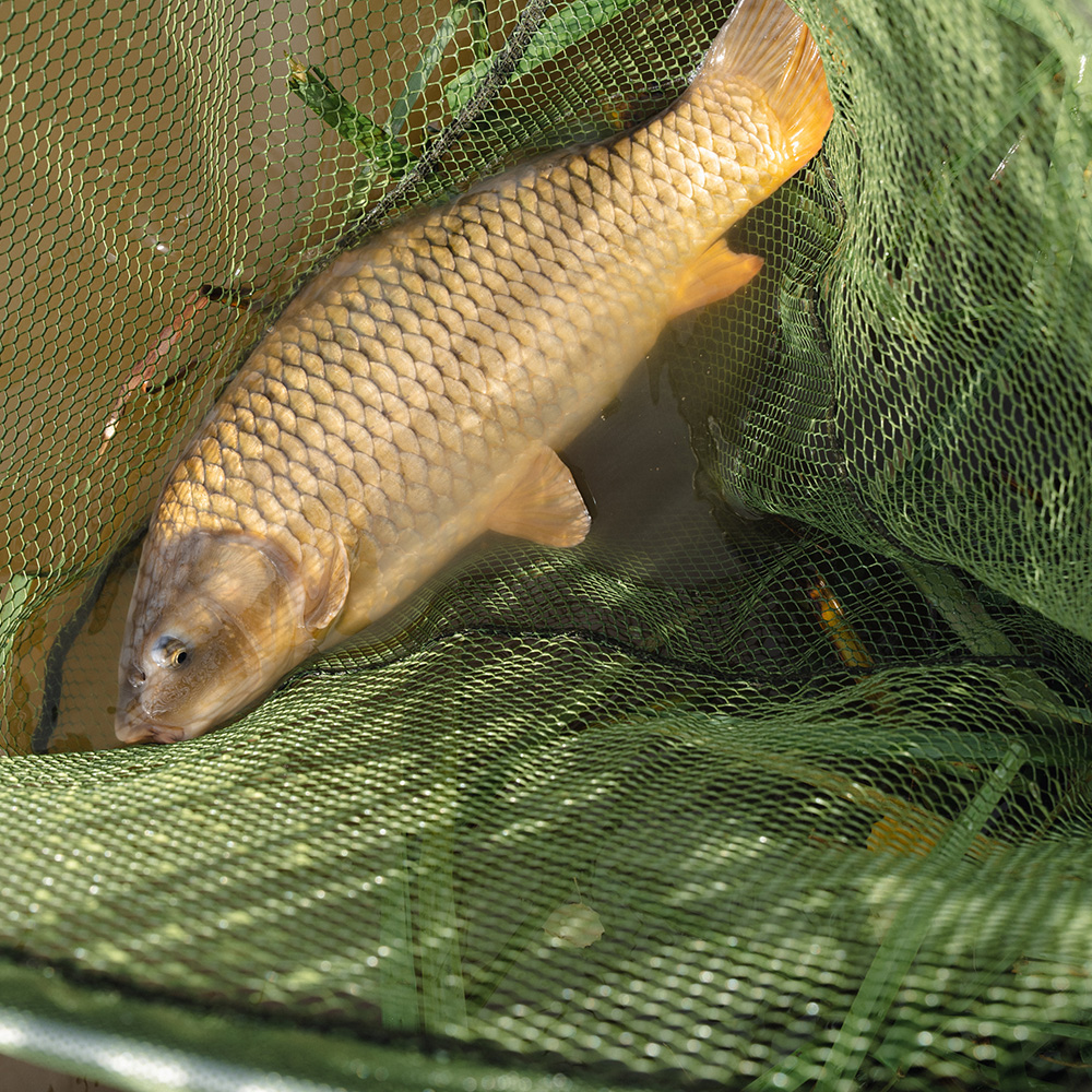 Korum Power Folding Triangle Latex Landing Net