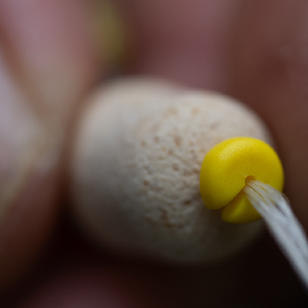 OMC Surrender All-In-1 Blend Tubing Corn D Rig | Carp Fishing Rigs ...