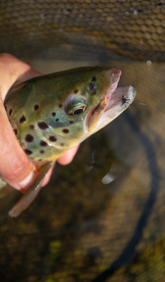 Fishing Tackle | Rods, Reels, Bait, Bivvies | Angling Direct