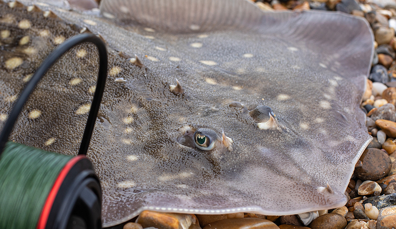 Fishing Tackle | Rods, Reels, Bait, Bivvies | Angling Direct