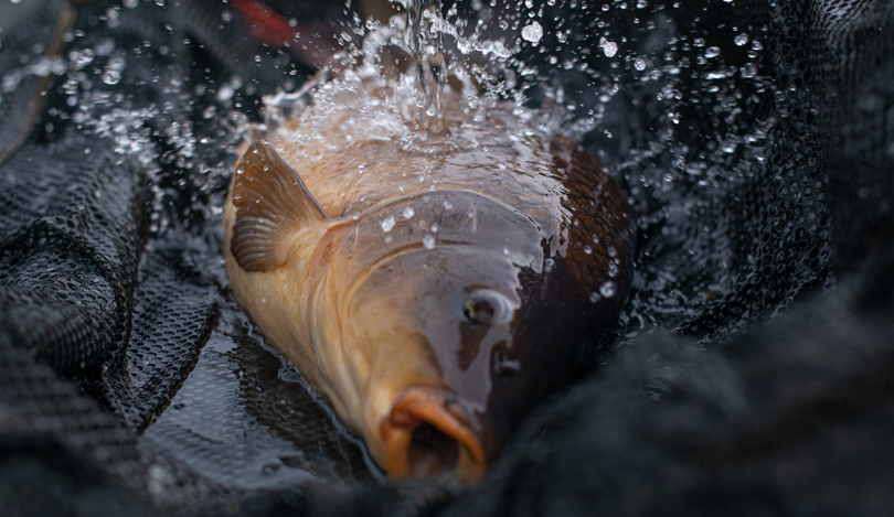 Fishing Tackle | Rods, Reels, Bait, Bivvies | Angling Direct