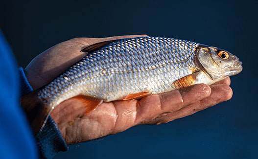 Fishing Tackle | Rods, Reels, Bait, Bivvies | Angling Direct